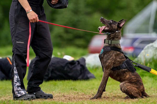 3 Tips on How to Act When Encountering a Working K9 - Tactipup