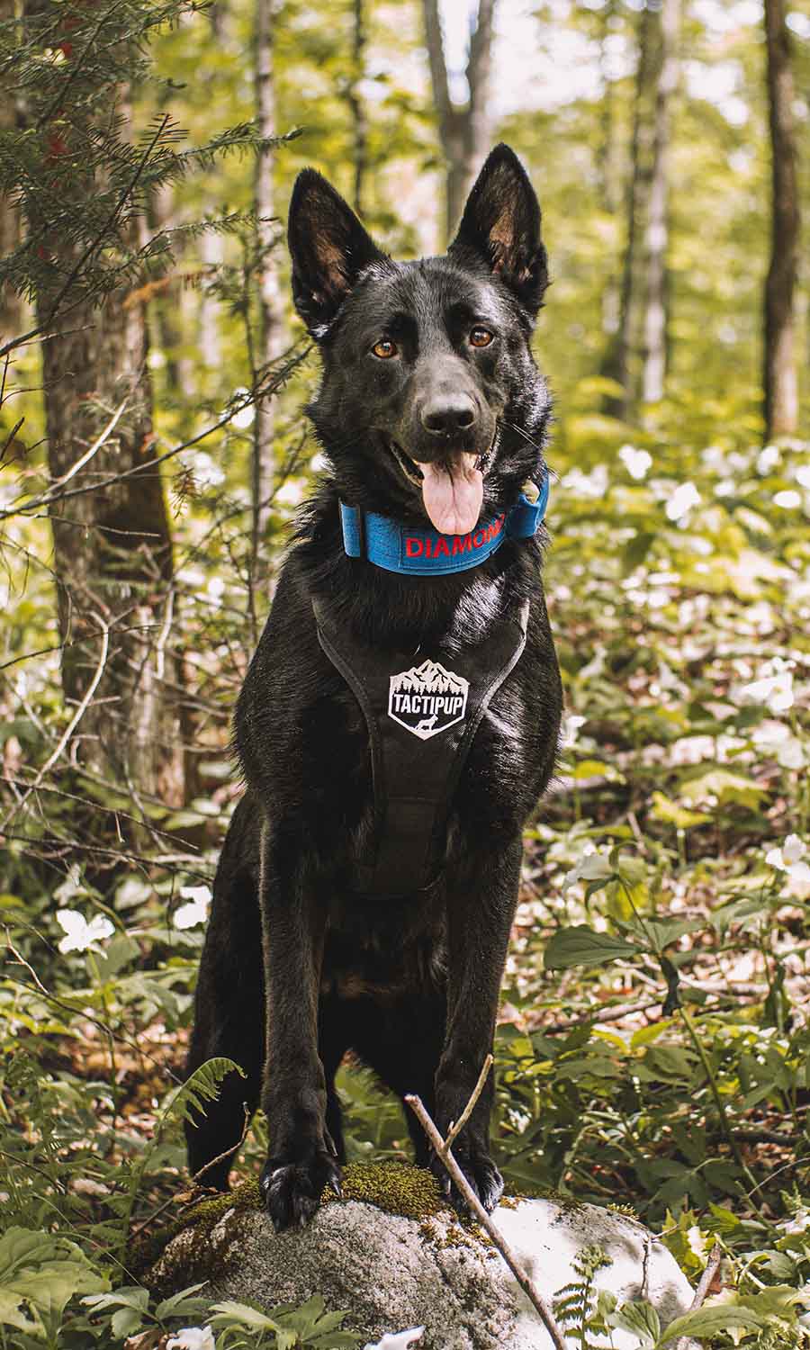 Tactipup - Over-Built Dog Gear - Made in the USA