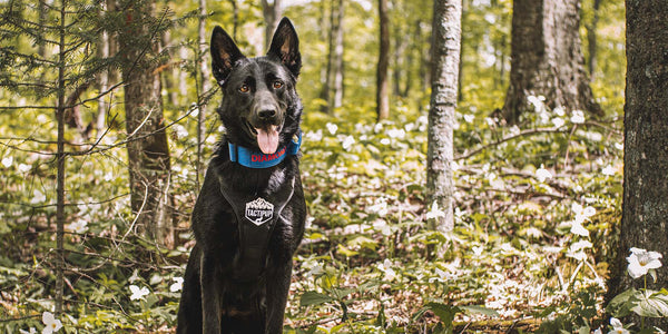 Tactipup - Over-Built Dog Gear - Made in the USA