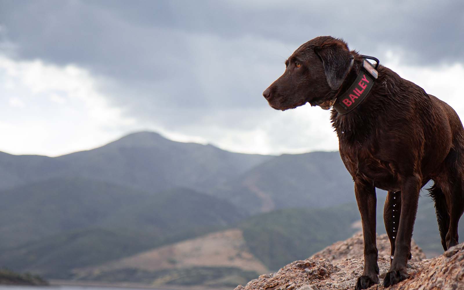 Tactipup - Over-Built Dog Gear - Made in the USA