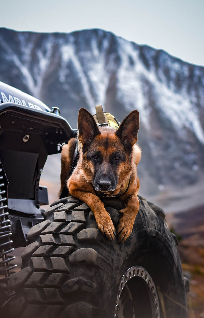 Tactipup - Over-Built Dog Gear - Made in the USA