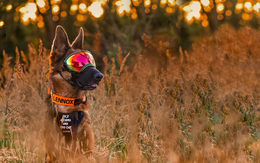 Tactipup - Over-Built Dog Gear - Made in the USA
