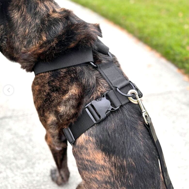 Recon Harness with Metal Buckles | Tactipup