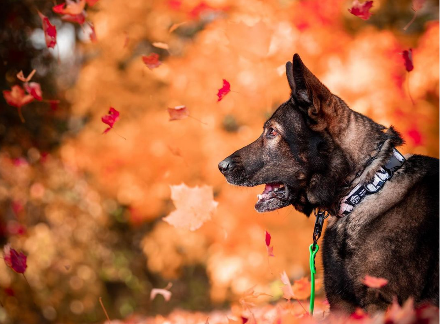 Contact Our Tactical Dog Gear Company | Tactipup