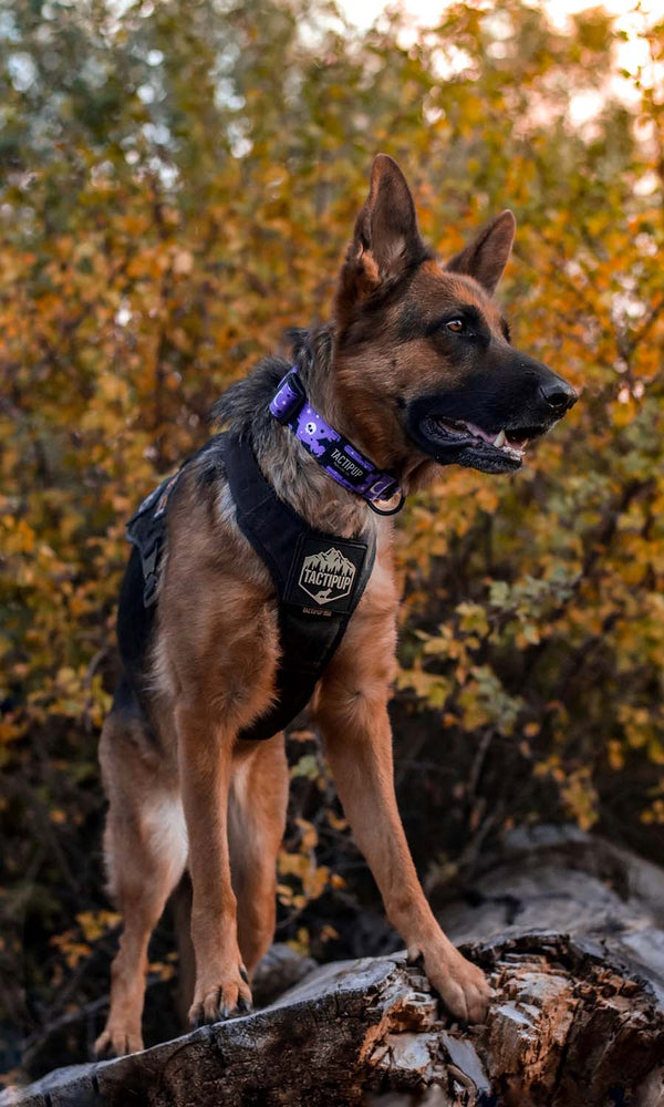 Tactipup - Over-Built Dog Gear - Made in the USA