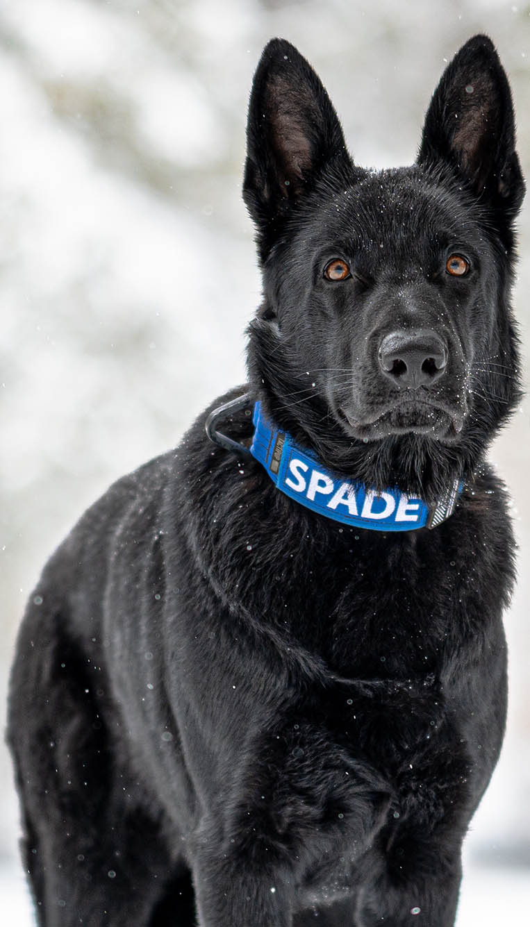 Tactipup - Over-Built Dog Gear - Made in the USA