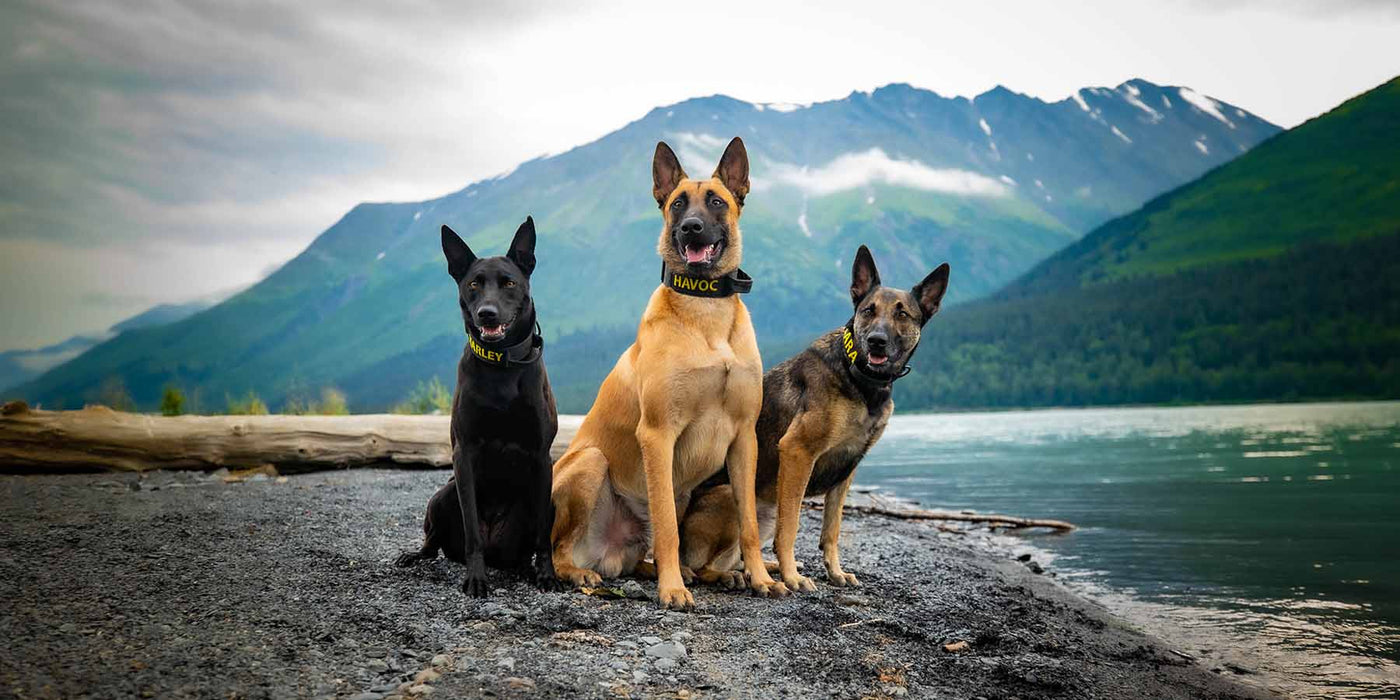 Tactipup - Over-Built Dog Gear - Made in the USA