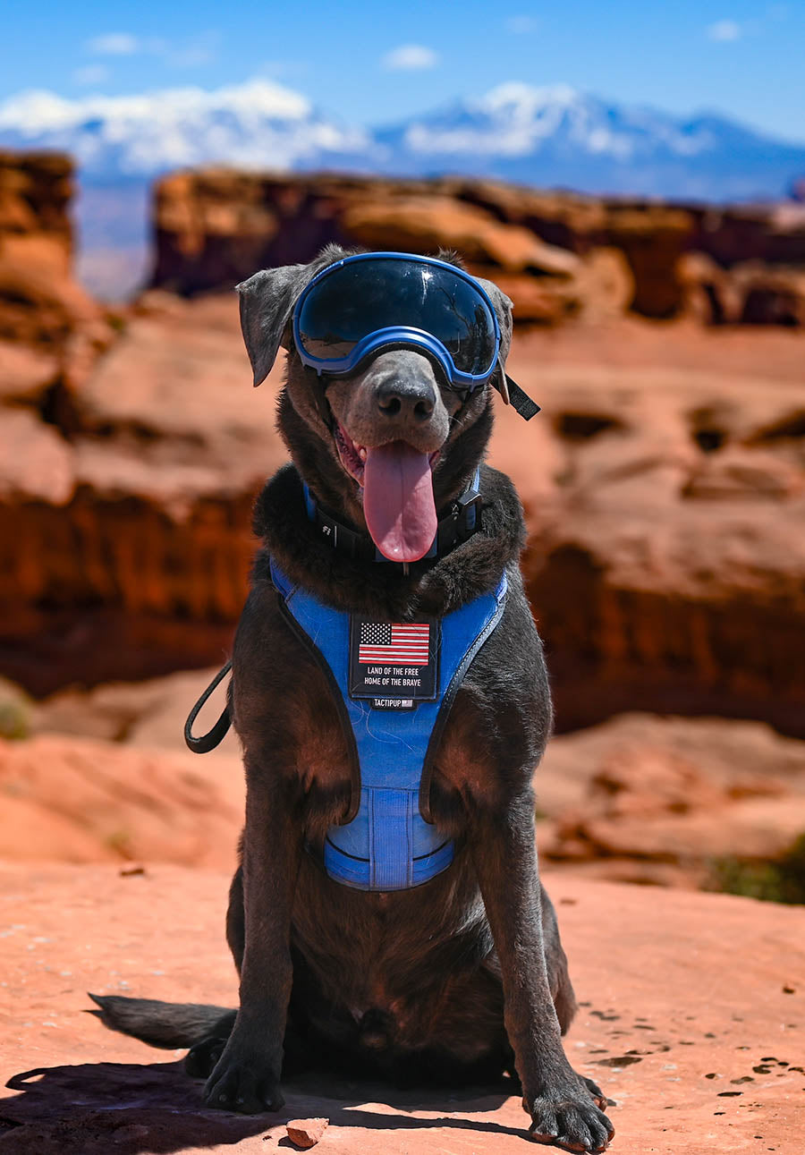 Tactipup - Over-Built Dog Gear - Made in the USA