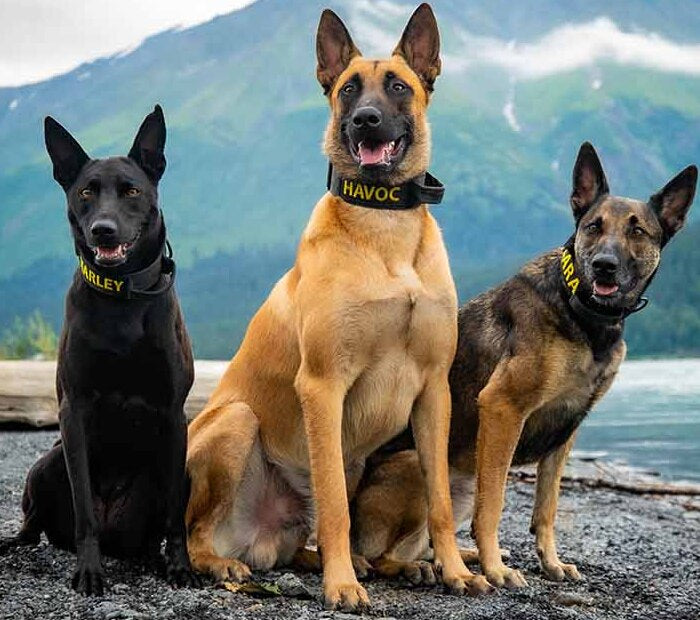 Tactipup - Over-Built Dog Gear - Made in the USA