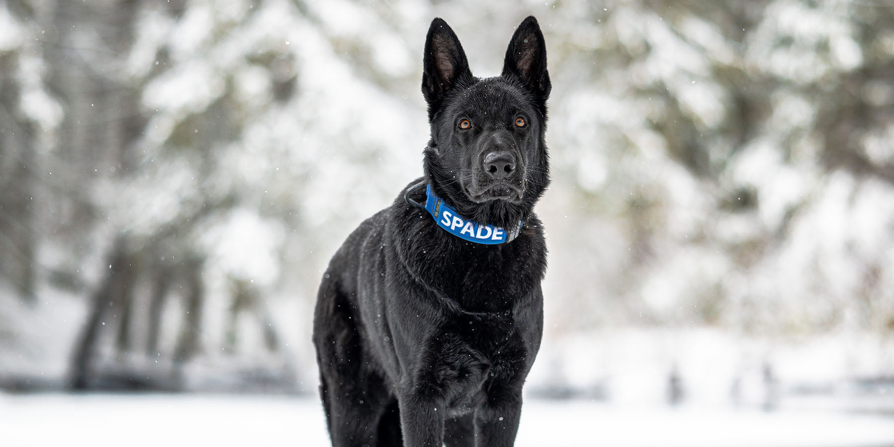 Tactipup - Over-Built Dog Gear - Made in the USA