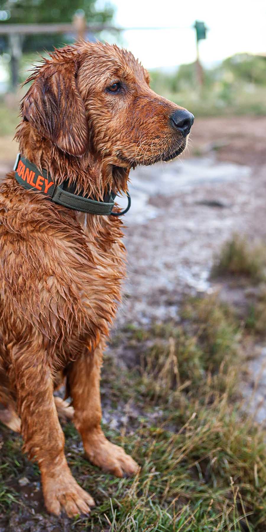 Tactipup - Over-Built Dog Gear - Made in the USA